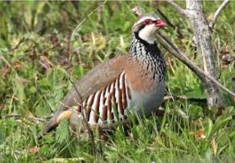 perdrix rouge - Coco-Eco