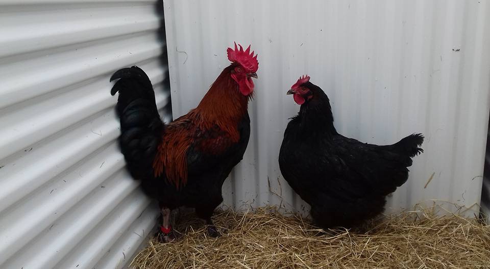 Marans noir cuivré - Coco-Eco