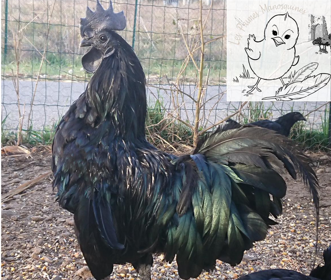 ayam cemani pure race - Coco-Eco