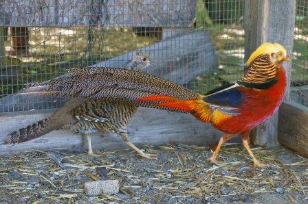 Oeufs faisans dorée - Coco-Eco