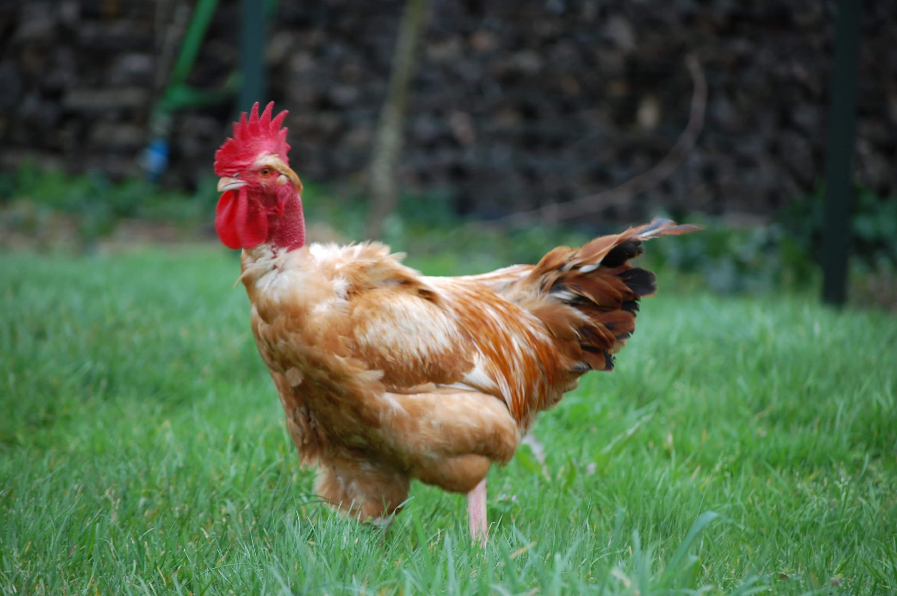 "œufs fecondées cou nu rouge" - Coco-Eco