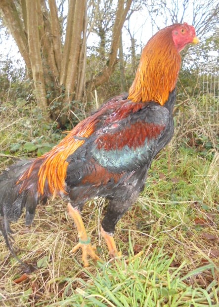 Indio gigante - Coco-Eco