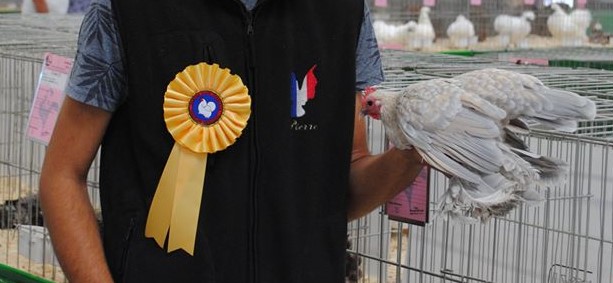 Oeufs Sabelpoot porcelaine isabelle - Coco-Eco