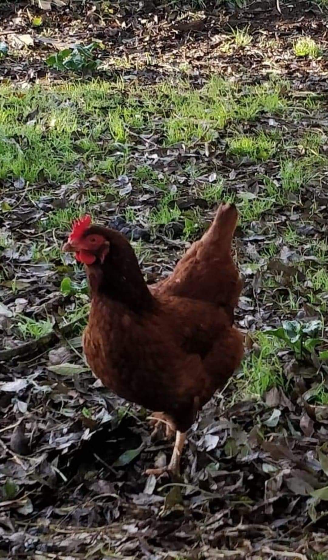 *Poules rousses* - Coco-Eco