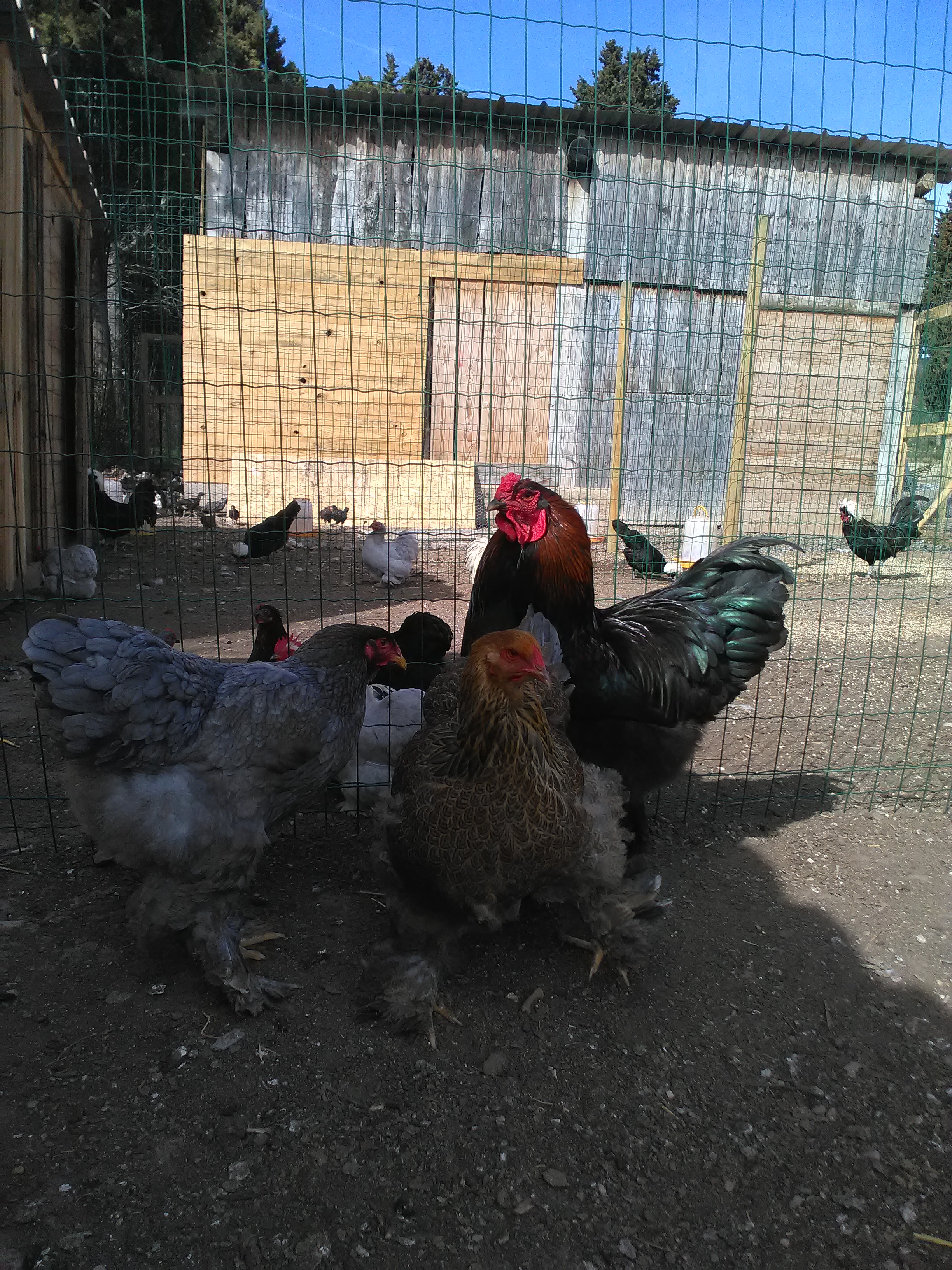 oeufs de brahma - Coco-Eco