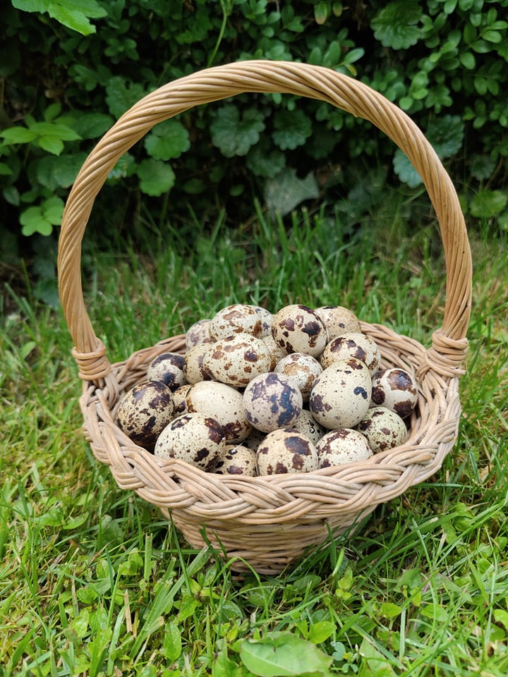 54 Œufs De Caille Isabelle - Coco-Eco