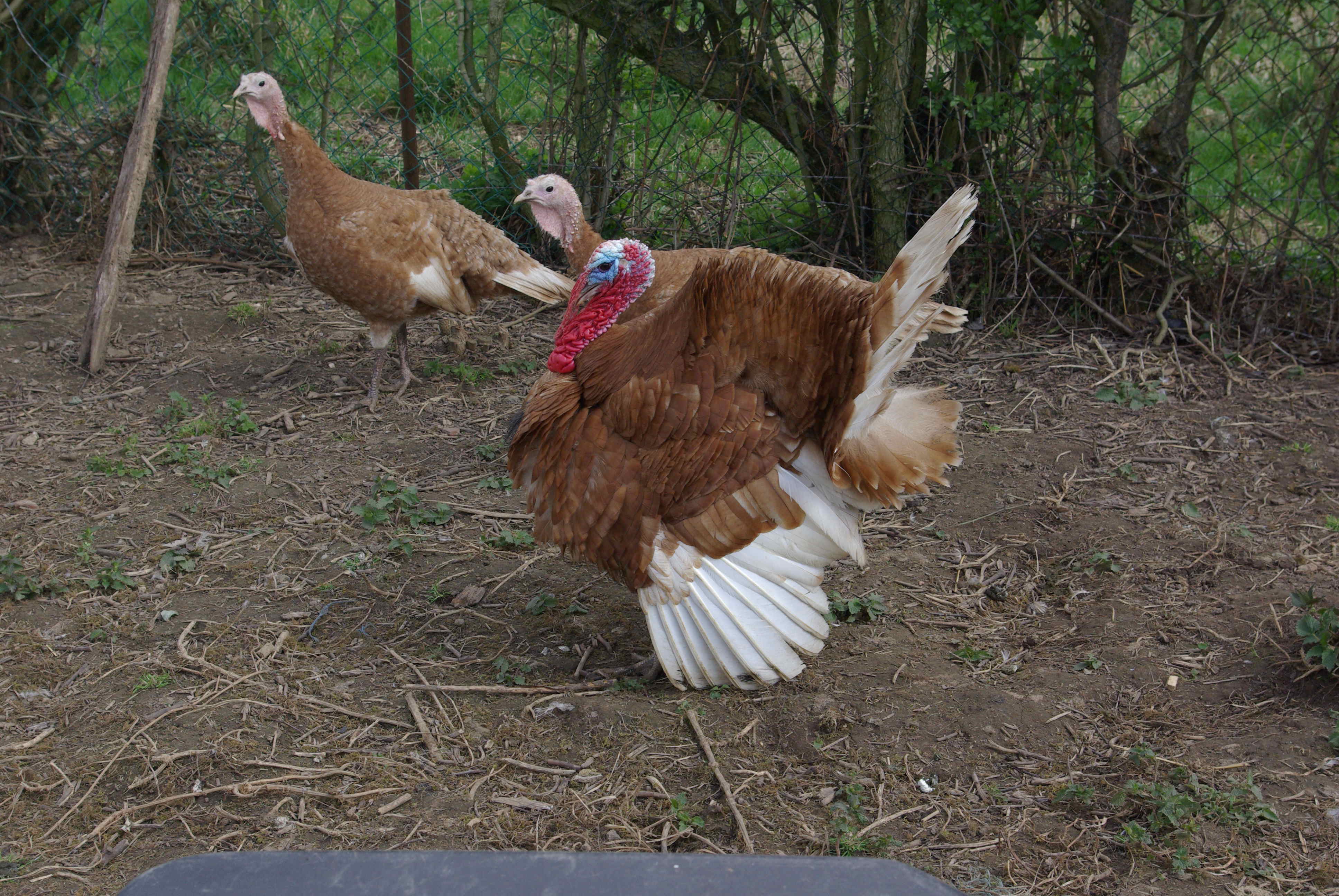 Œufs de Dinde Rouge des Ardennes - Coco-Eco