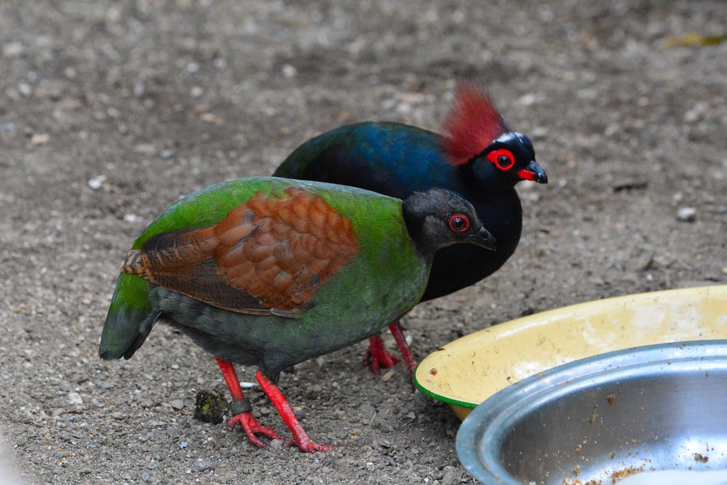 Roulroul Couronné - Coco-Eco