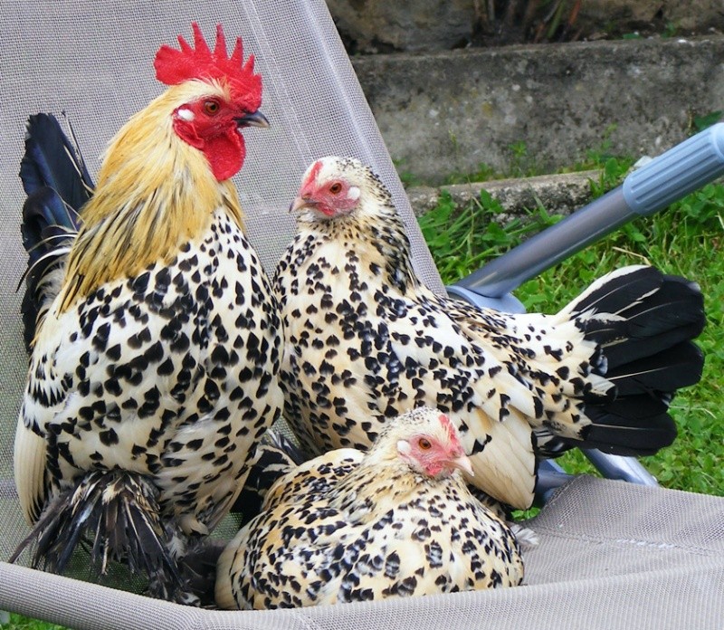 Sabelpoot citronnée - Coco-Eco