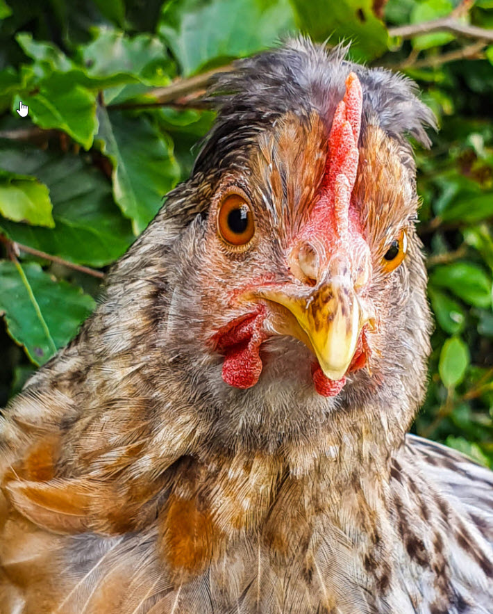 Cream legbar - Coco-Eco