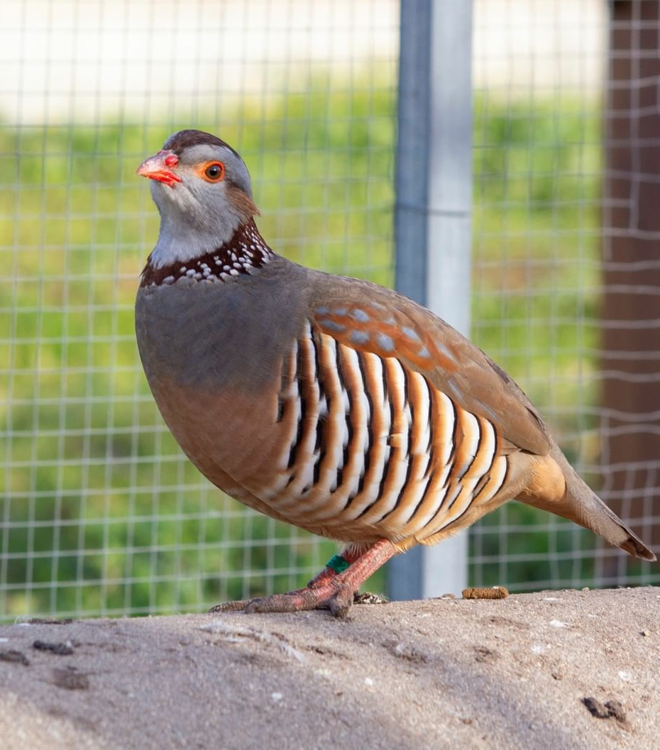 Perdrix de Gambra - Coco-Eco