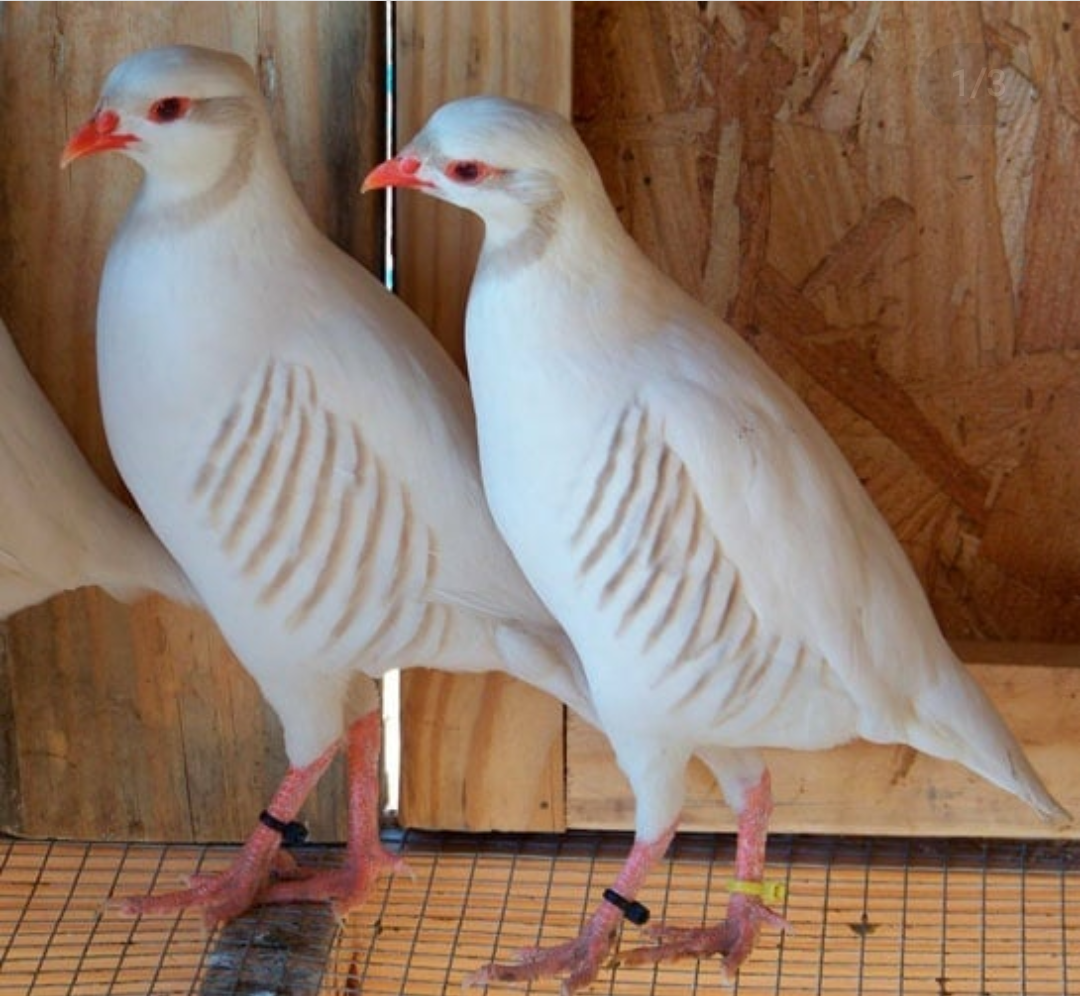 Perdrix chukar blanche - Coco-Eco
