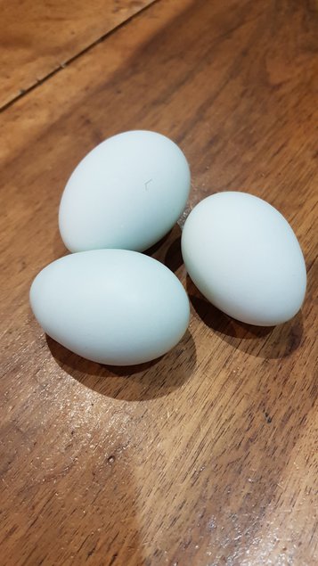 OEUFS FECONDES CREAM LEGBAR PURE RACE - Coco-Eco