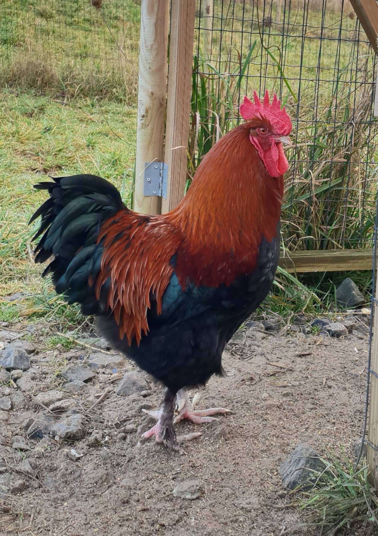 Marans NCC - Coco-Eco