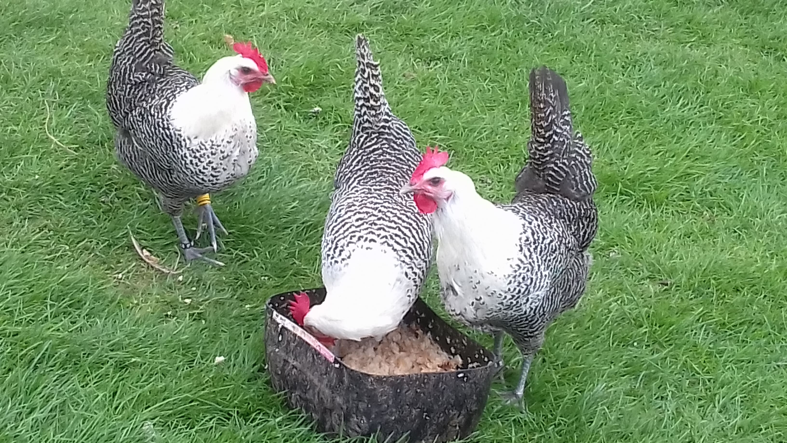 BRAEKEL argenté - Coco-Eco