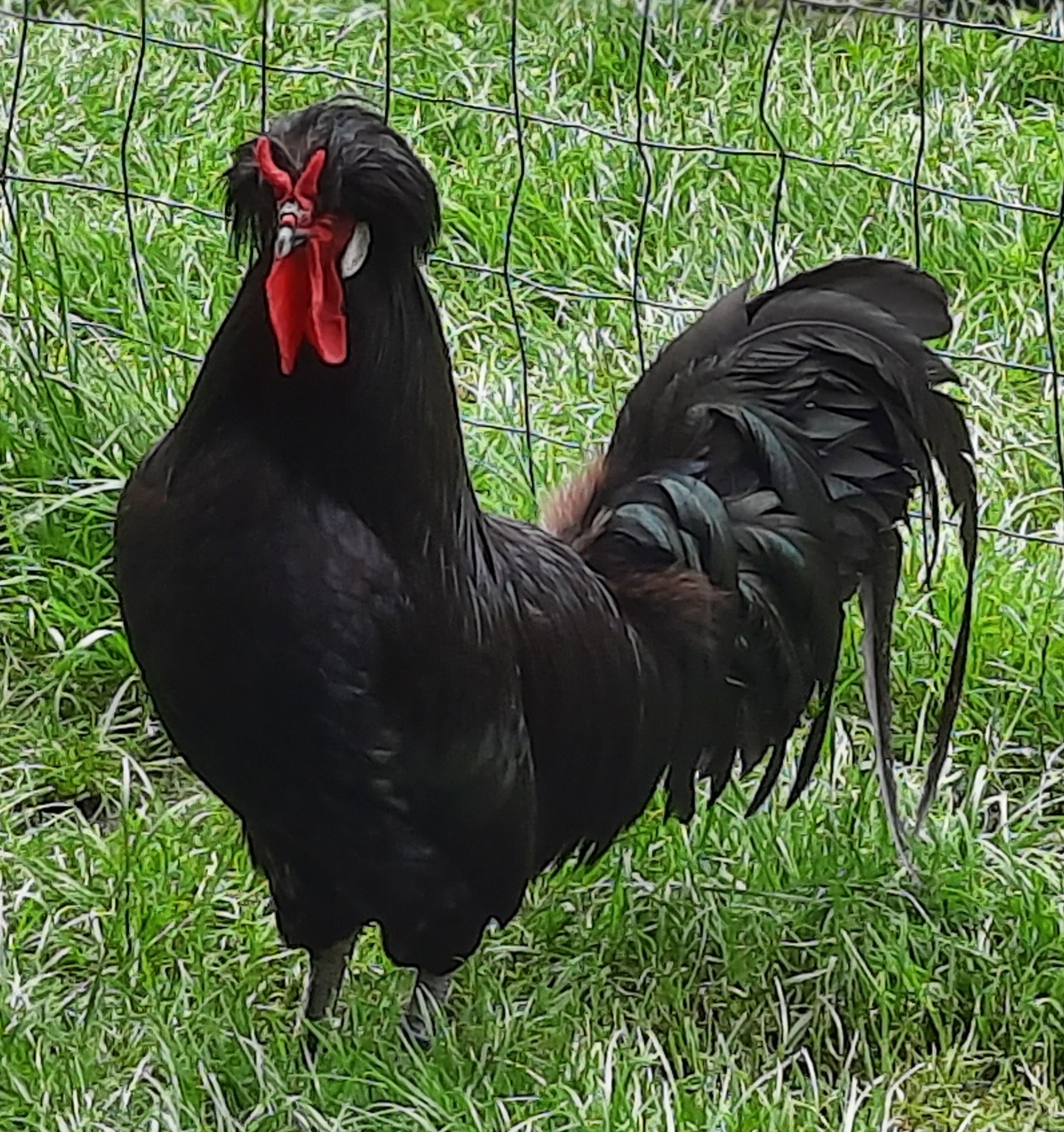 LE MERLERAULT - Coco-Eco