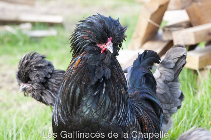 Padou grande race - Coco-Eco