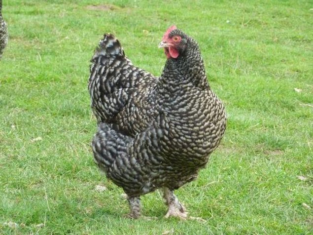 Poule Coucou De Rennes En Corse Coco Eco Poule Coucou De Rennes En Corse Coco Eco