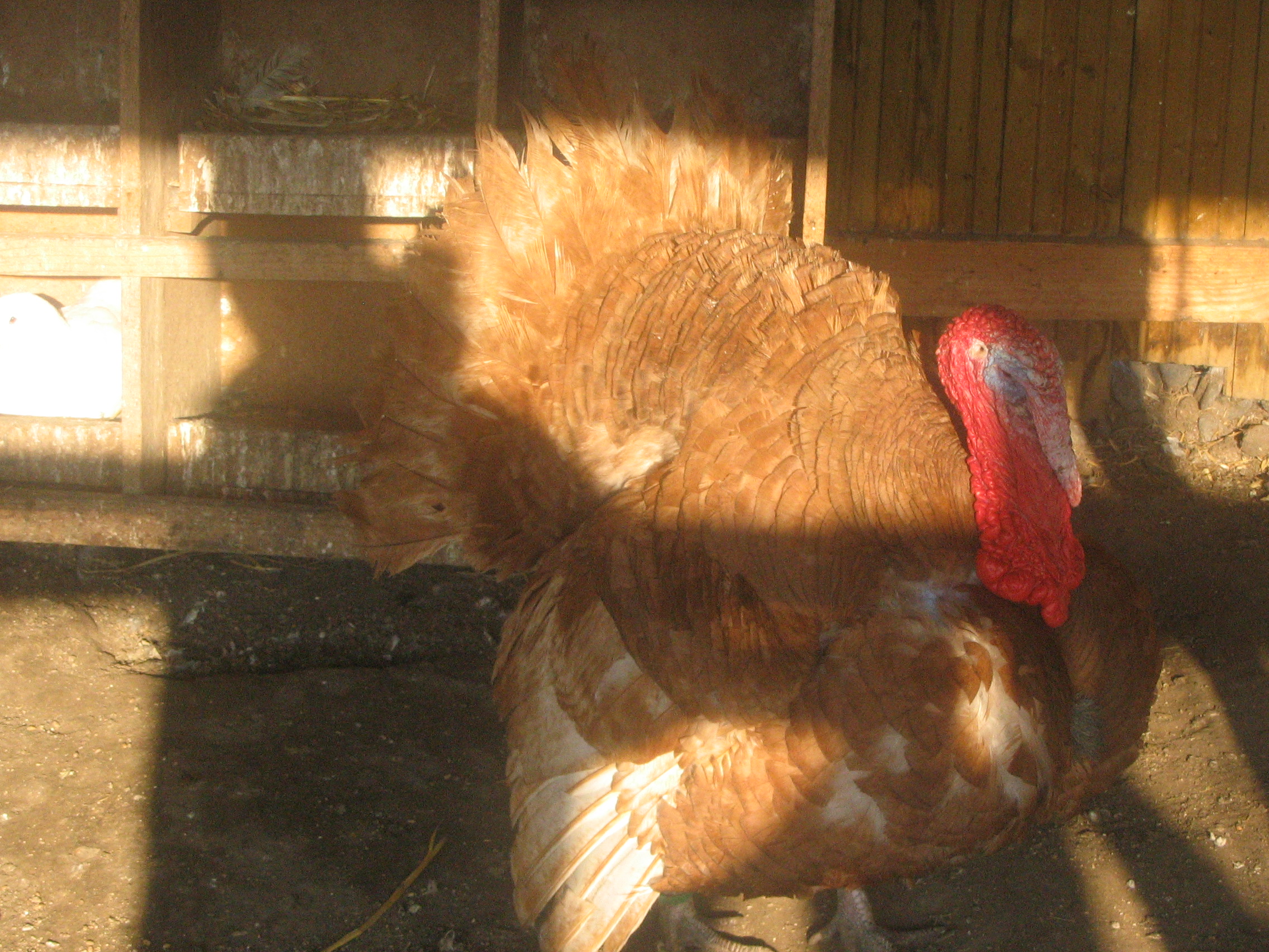 Œufs fécondés DINDON ROUGE DES ARDENNES - Coco-Eco