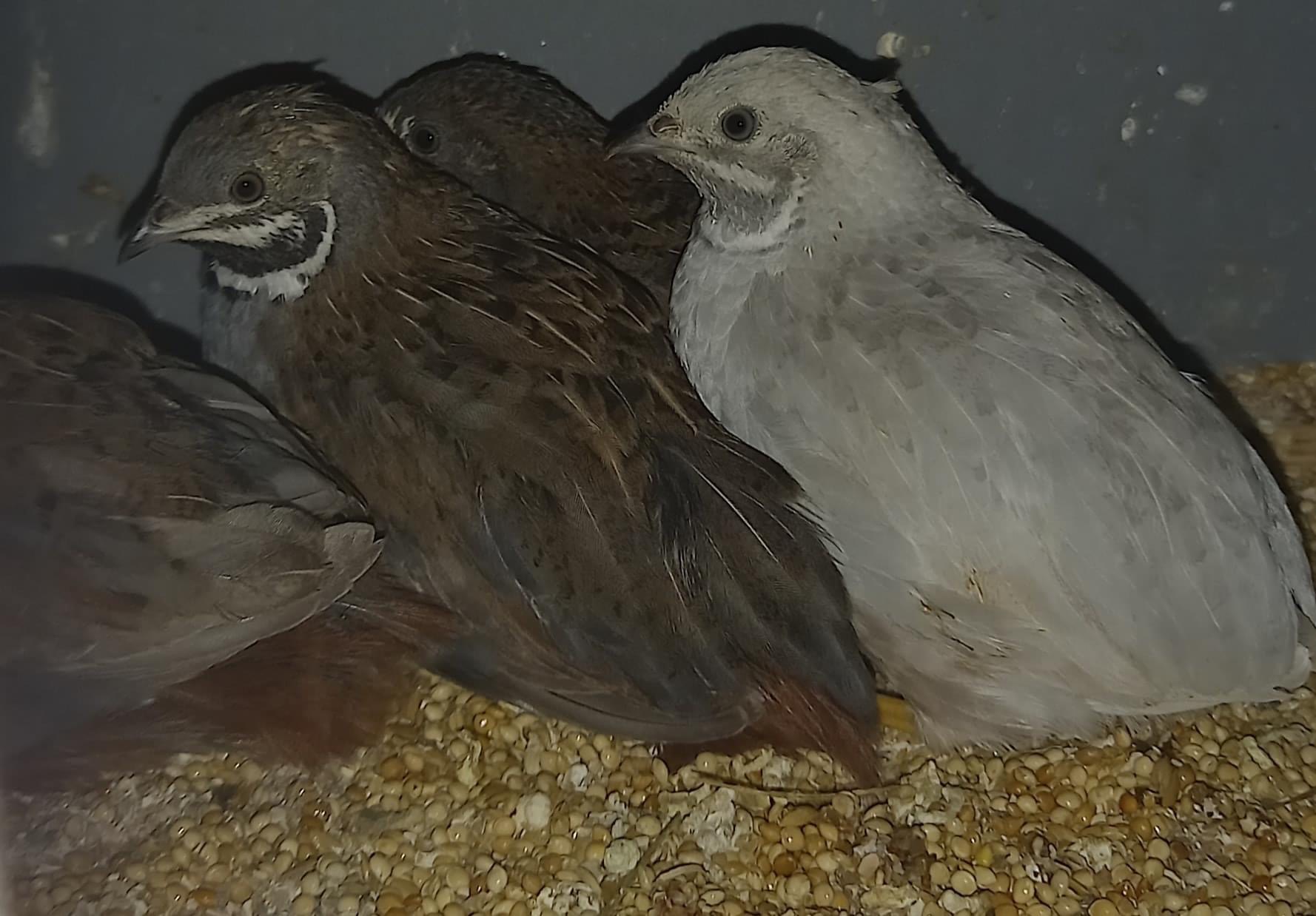 caille chine - Coco-Eco