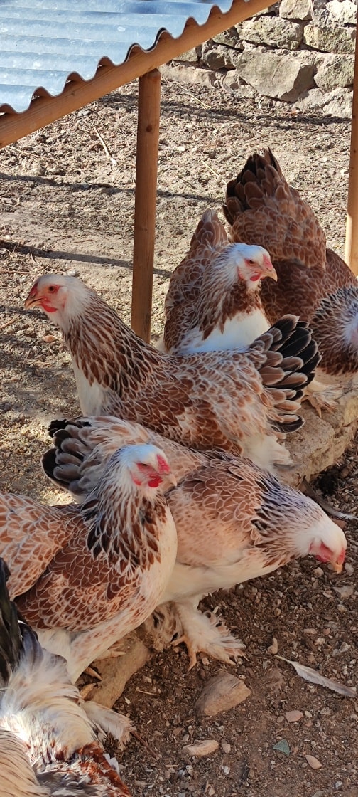 Oeuf fécondé Brahma SAUMON - Coco-Eco