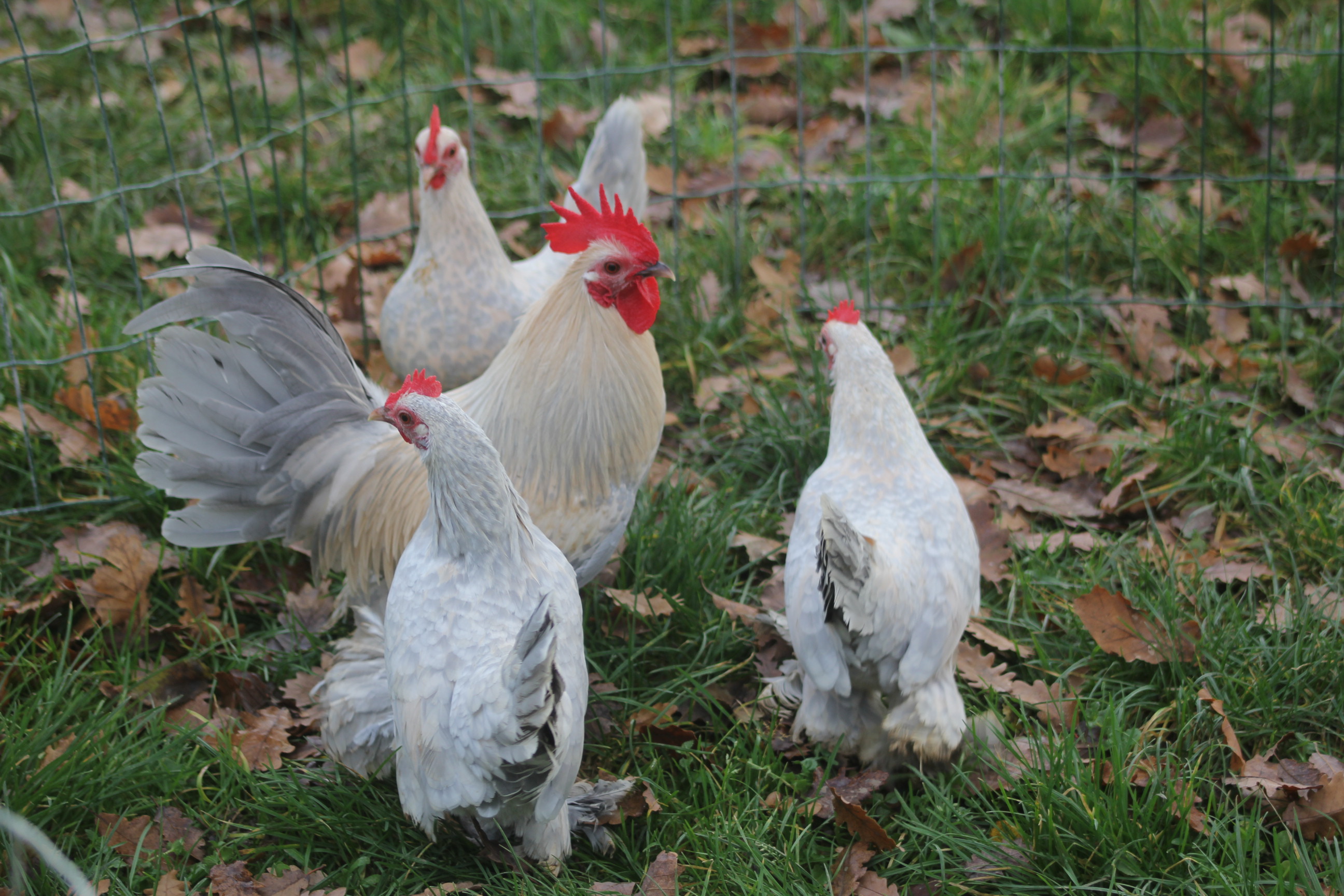 Oeufs à couver de Sabelpoot porcelaine isabelle - Coco-Eco