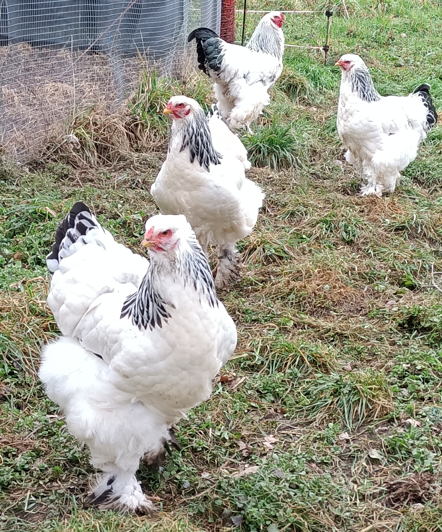 Brahma blanc herminé - Coco-Eco