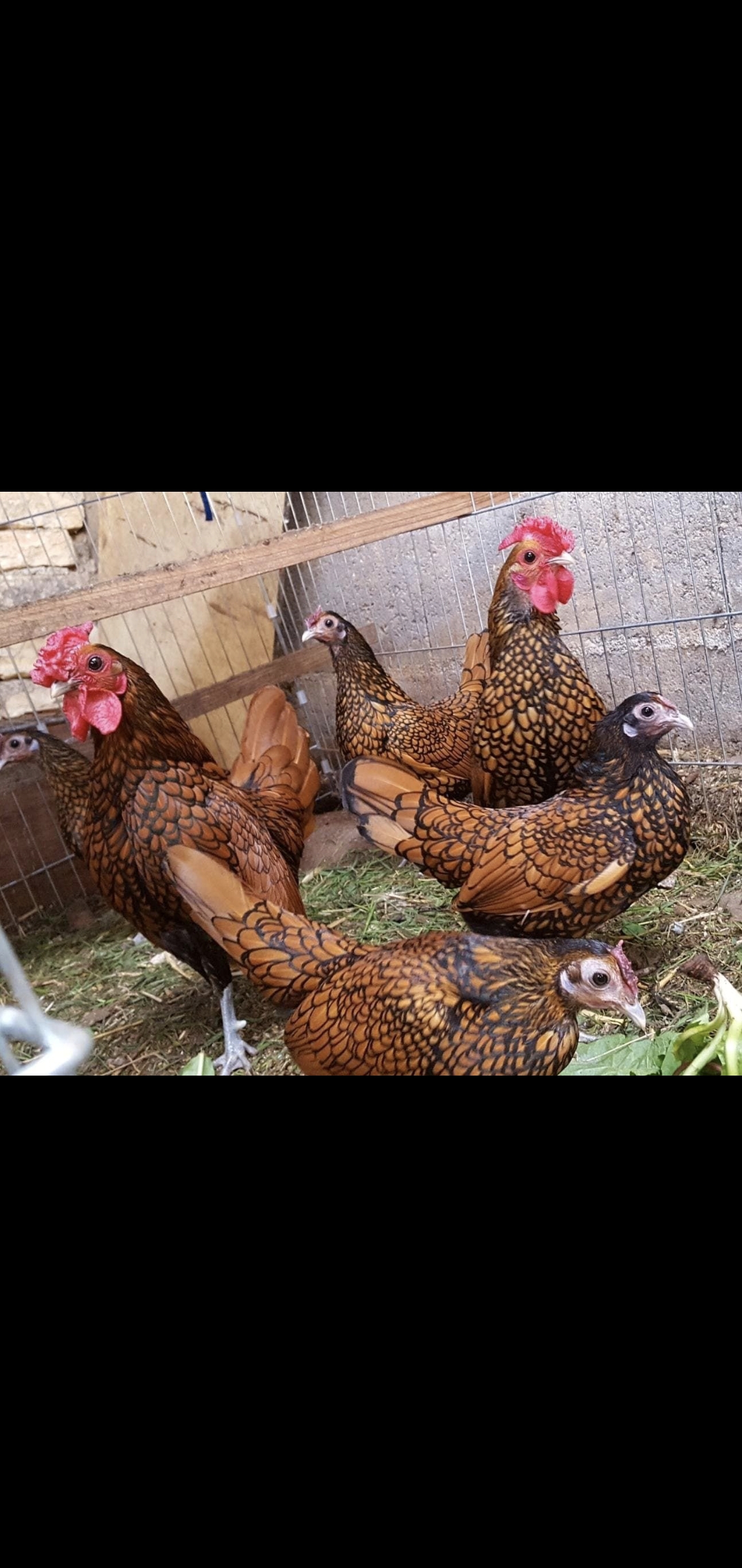 sebright Doré - Coco-Eco