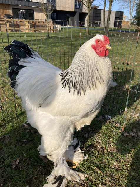 brahma blanc herminé - Coco-Eco
