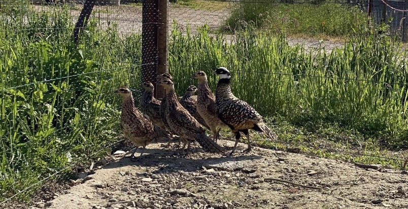 Œuf faisan vénéré - Coco-Eco