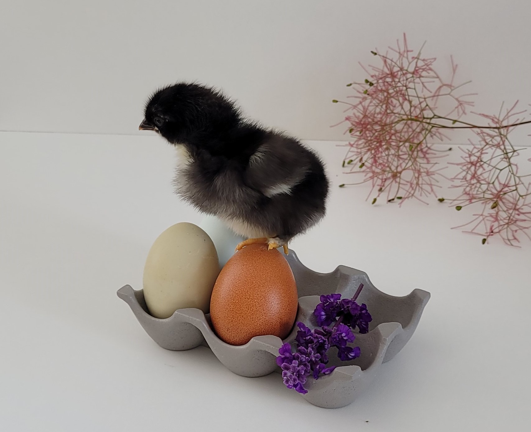 Plateau porte-oeufs en béton gris - Coco-Eco