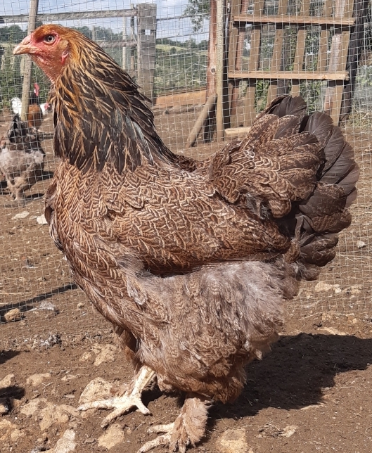 Lot de 16 œufs de brahma - Coco-Eco