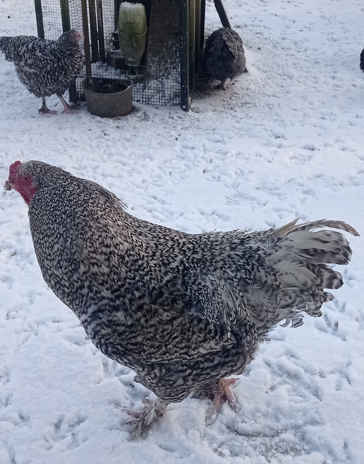 Coucou Malines tête de dindon - Coco-Eco