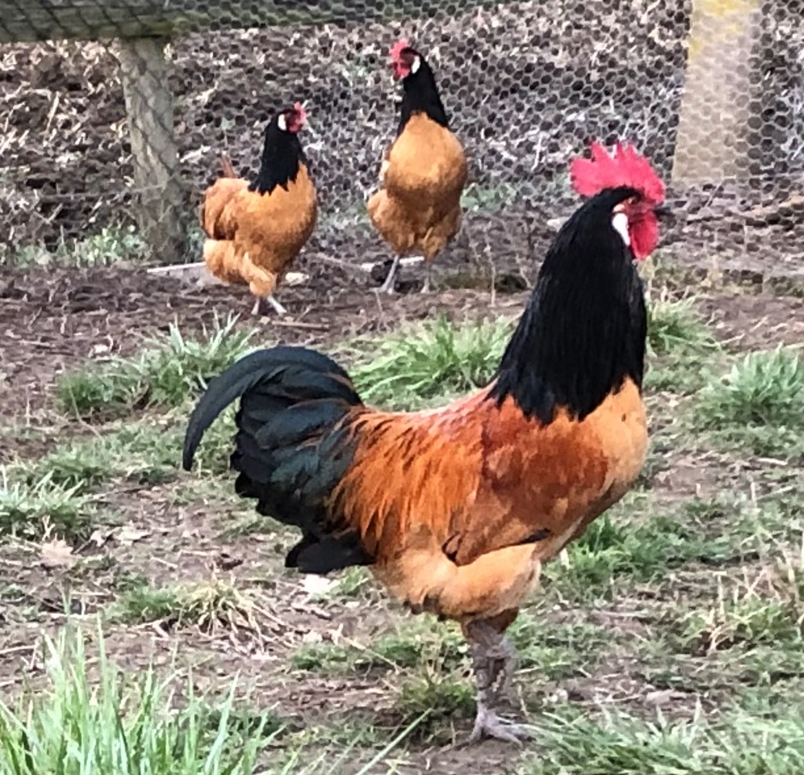 Oeufs fécondés Vorwerk pure et grande race - Coco-Eco