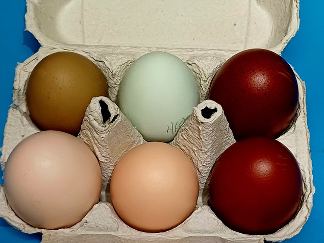 Olive Egger F1 Marans x Cream Legbar - Coco-Eco