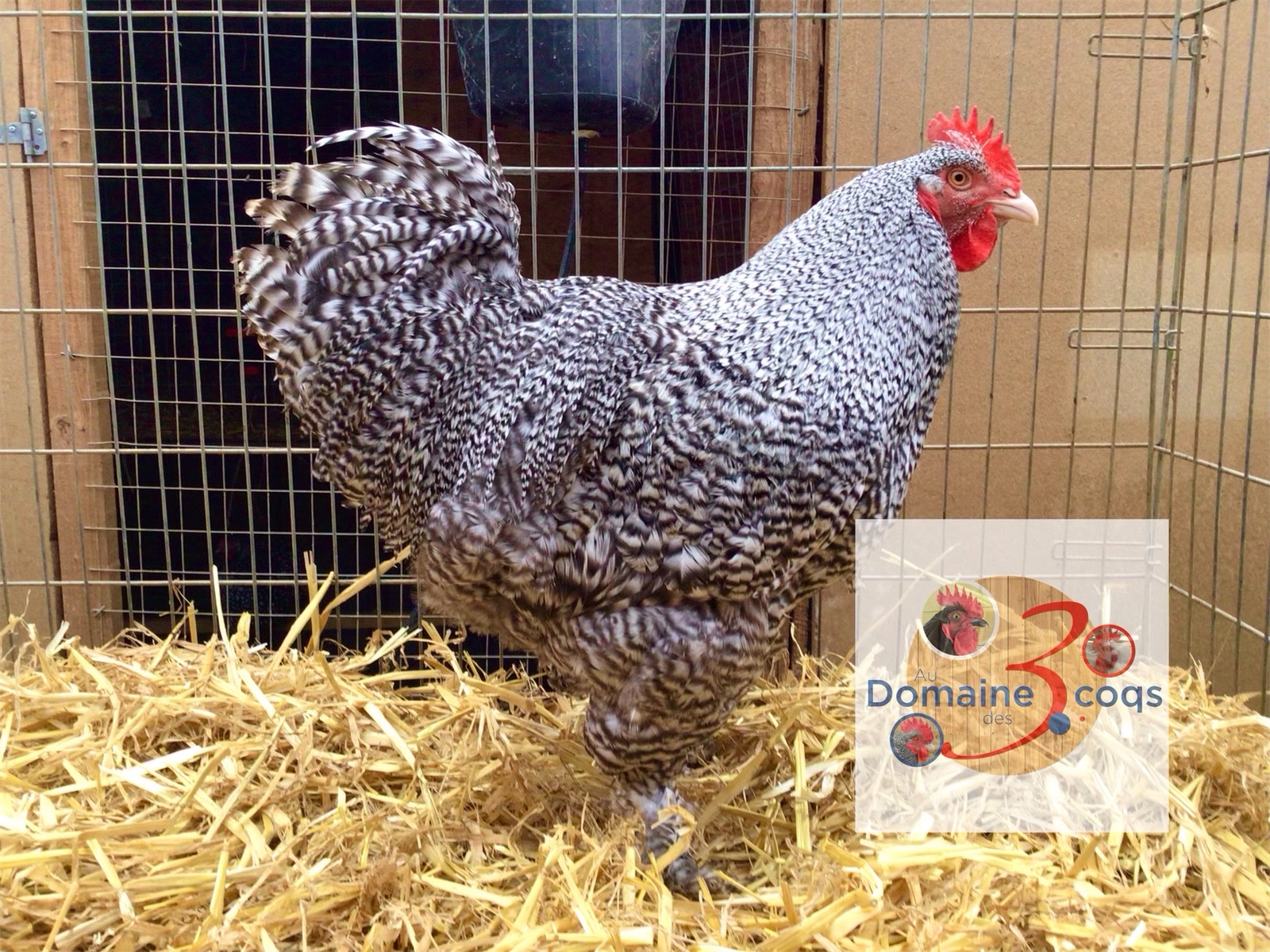 🥚 ADD3C Malines Coucou ADD3C 🥚 - Coco-Eco