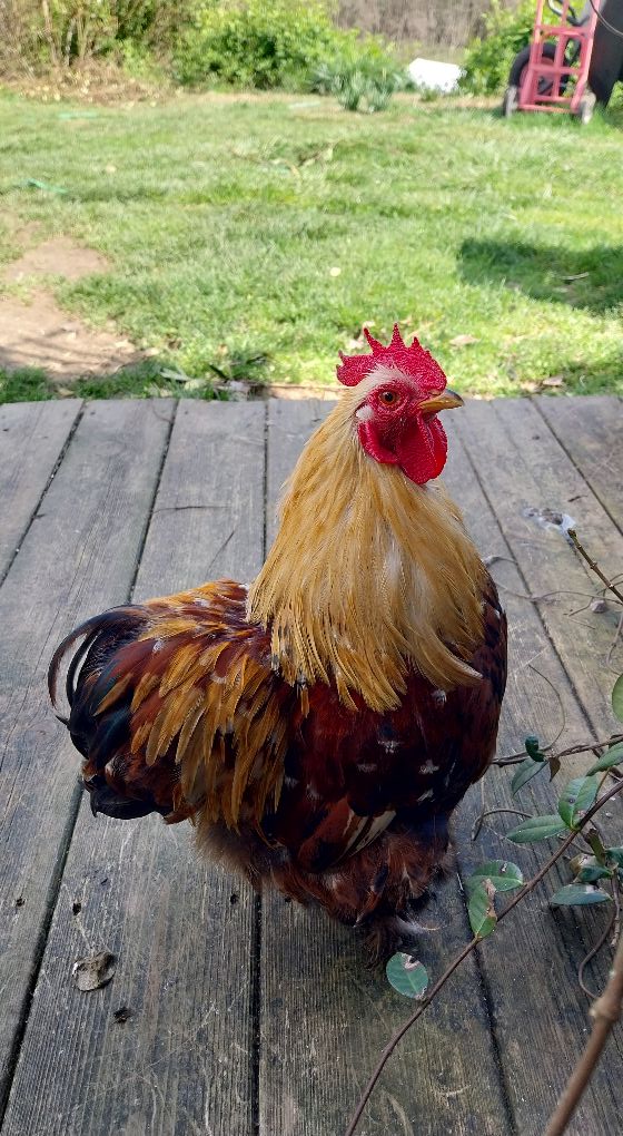 oeuf fécondé pekin bantam barbu anvers watermael grubbe silkie soie ...