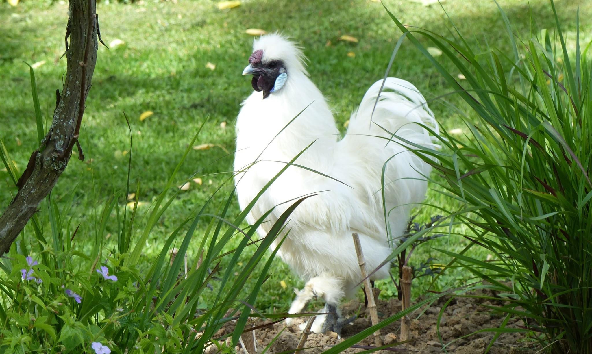 Soie blanche pure - Coco-Eco