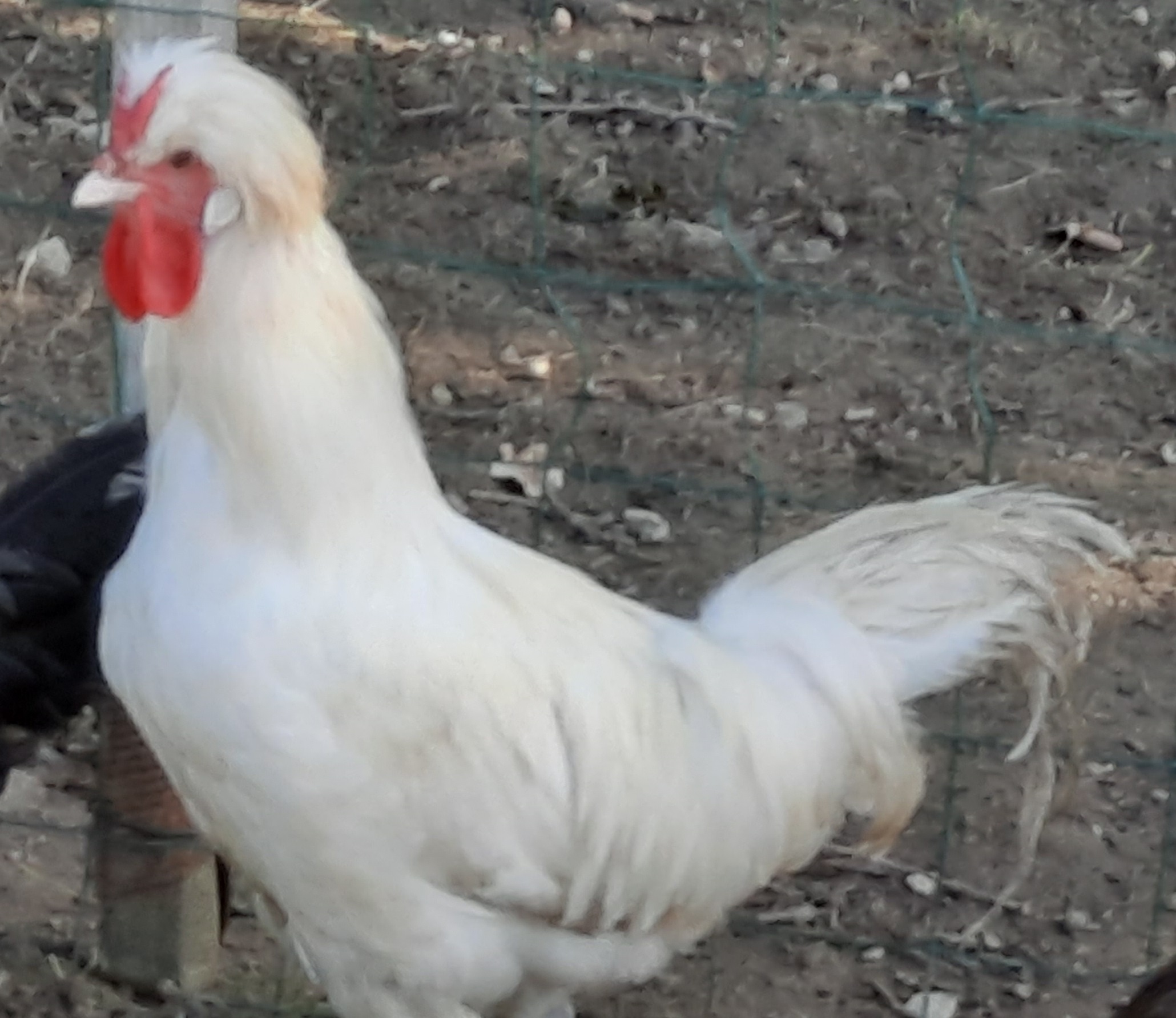 LE MERLERAULT blanc - Coco-Eco