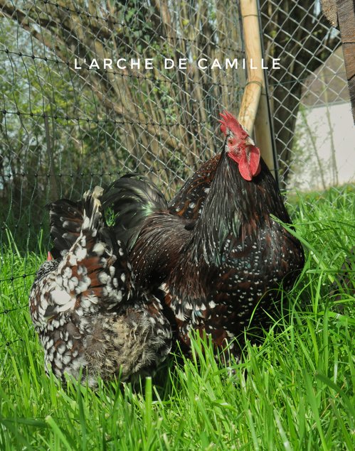 Œufs fécondés Sussex tricolores - Coco-Eco