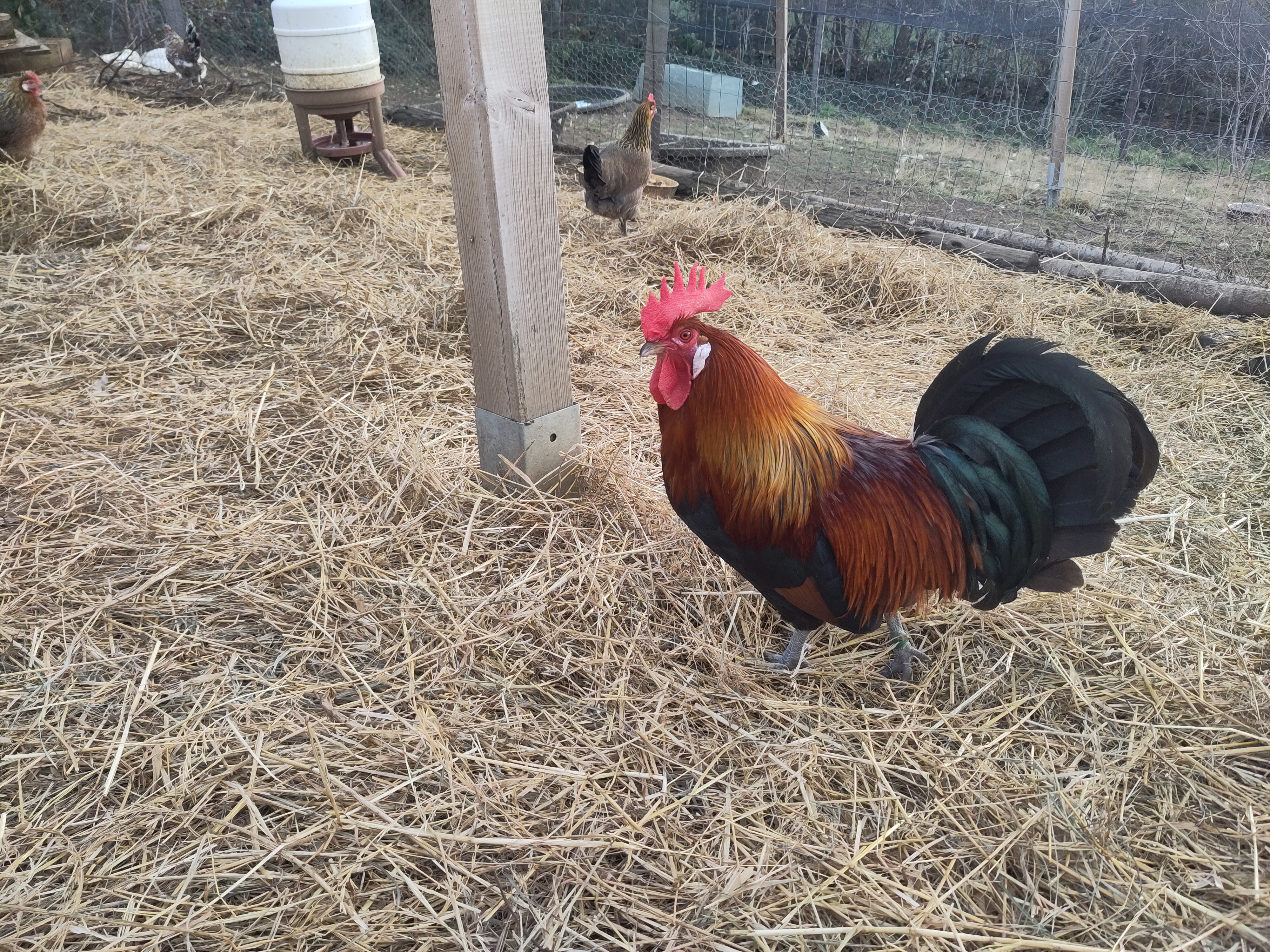 Oeufs de gauloise dorée - Coco-Eco
