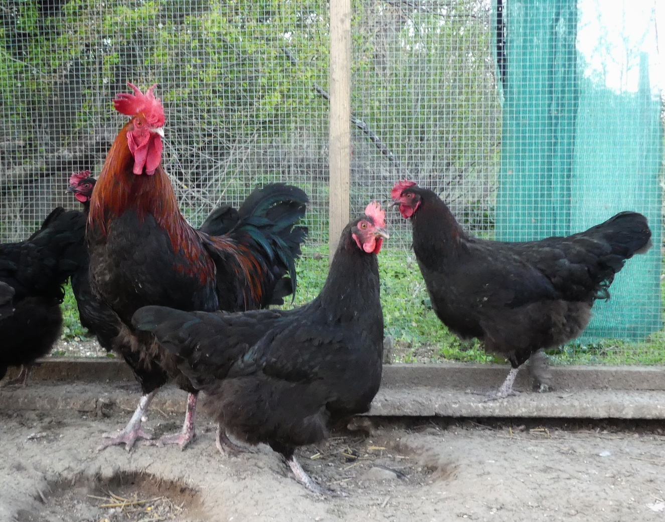 Olive egger F1 (oeufs kakis) - poule legbar / coq marans - Coco-Eco