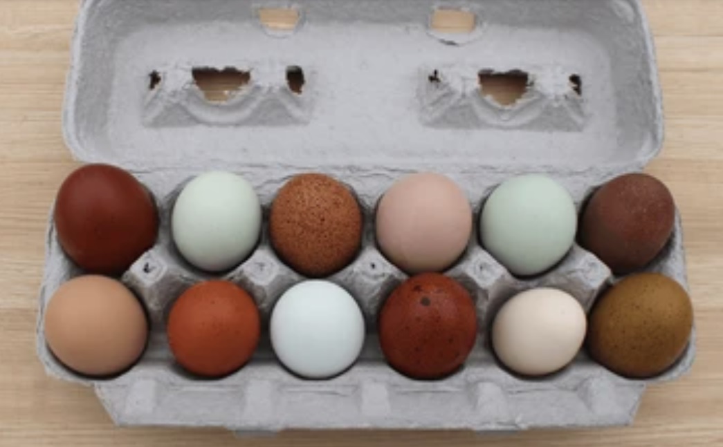 Œufs fécondés multi couleurs - Coco-Eco