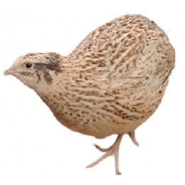 Caille du Japon Isabelle femelle (04) - Coco-Eco