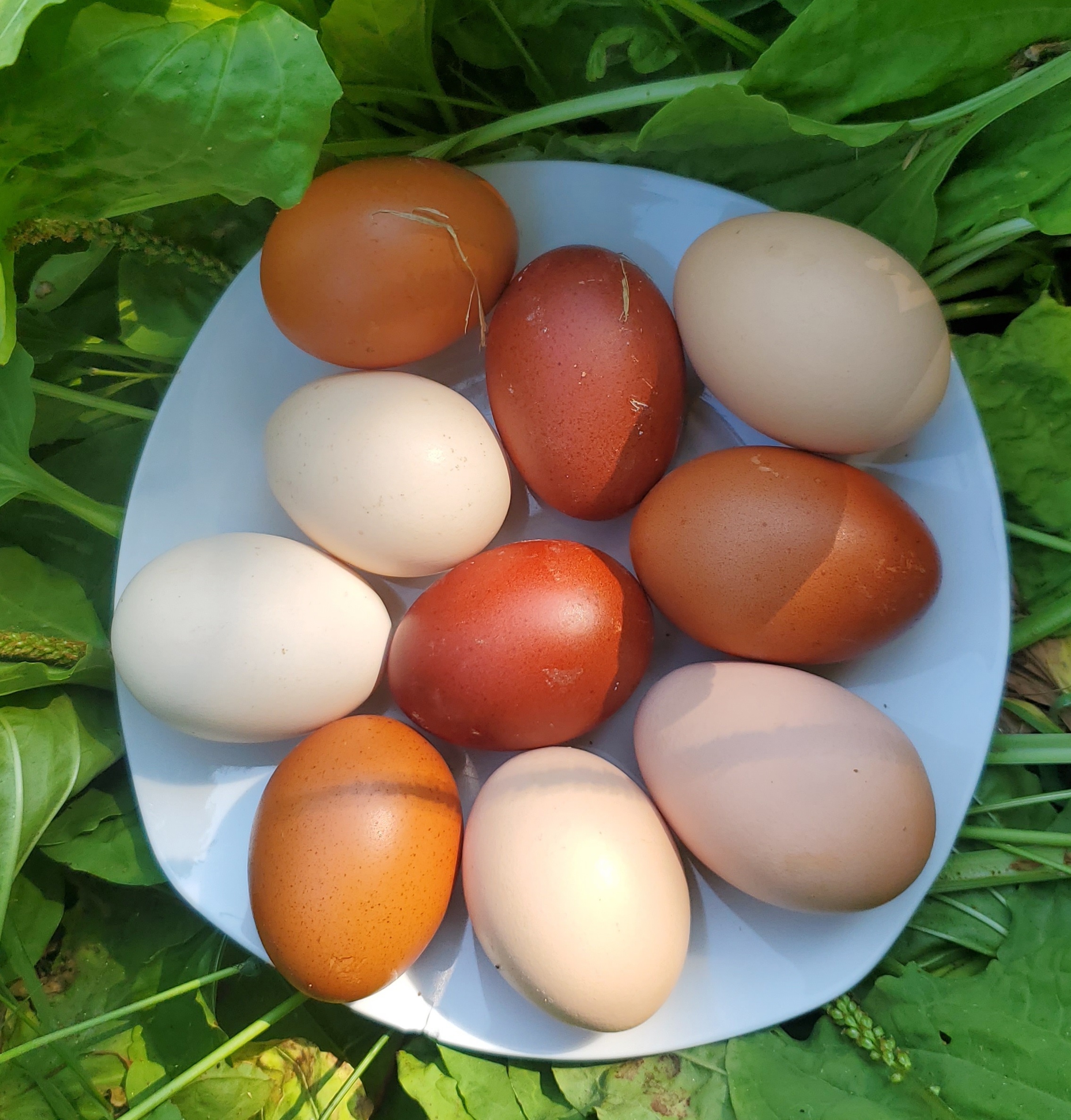 Oeufs beige rosé et marron de Brahma perdrix maillé doré grande race ...
