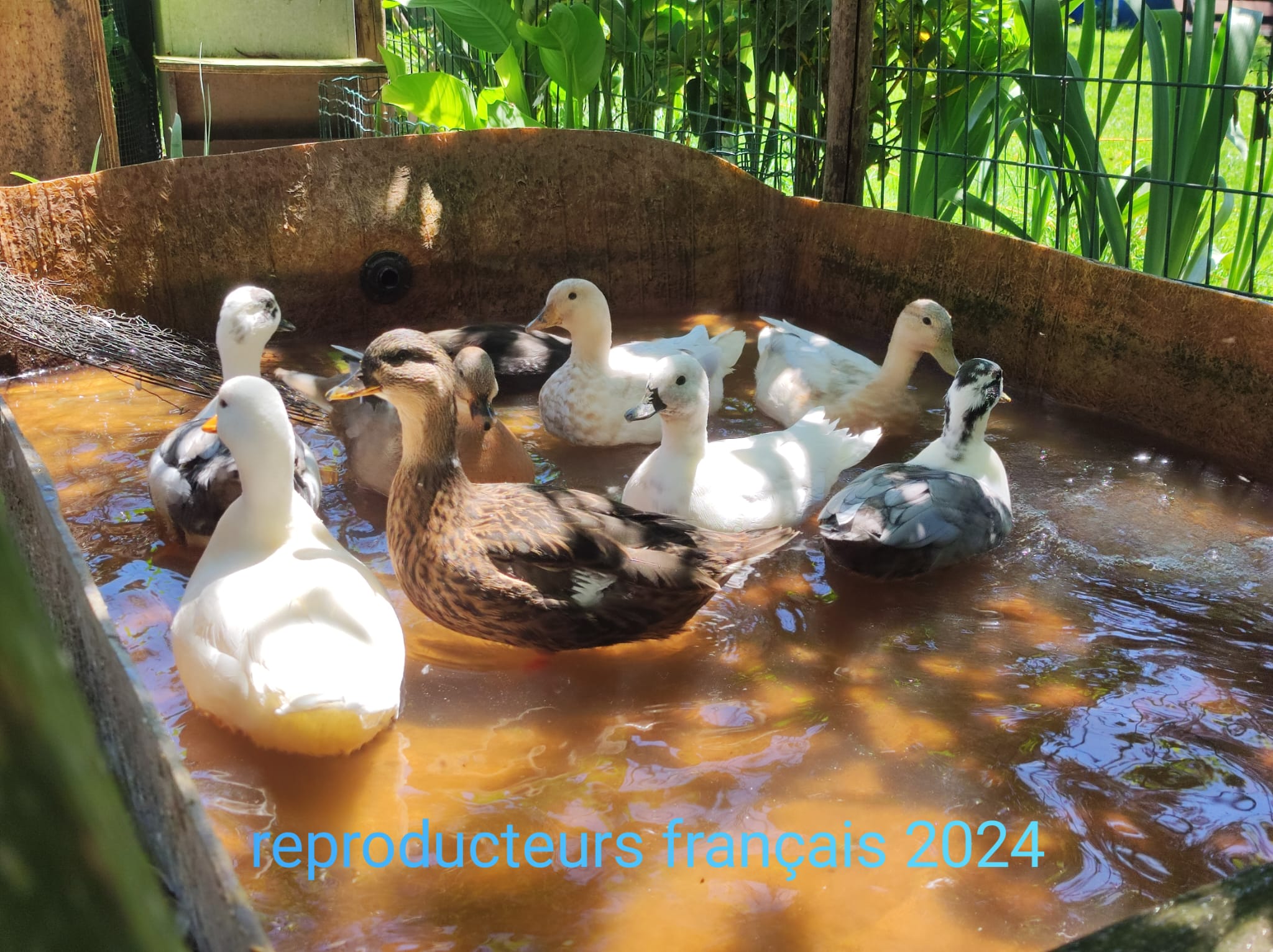 canards mignon - Coco-Eco