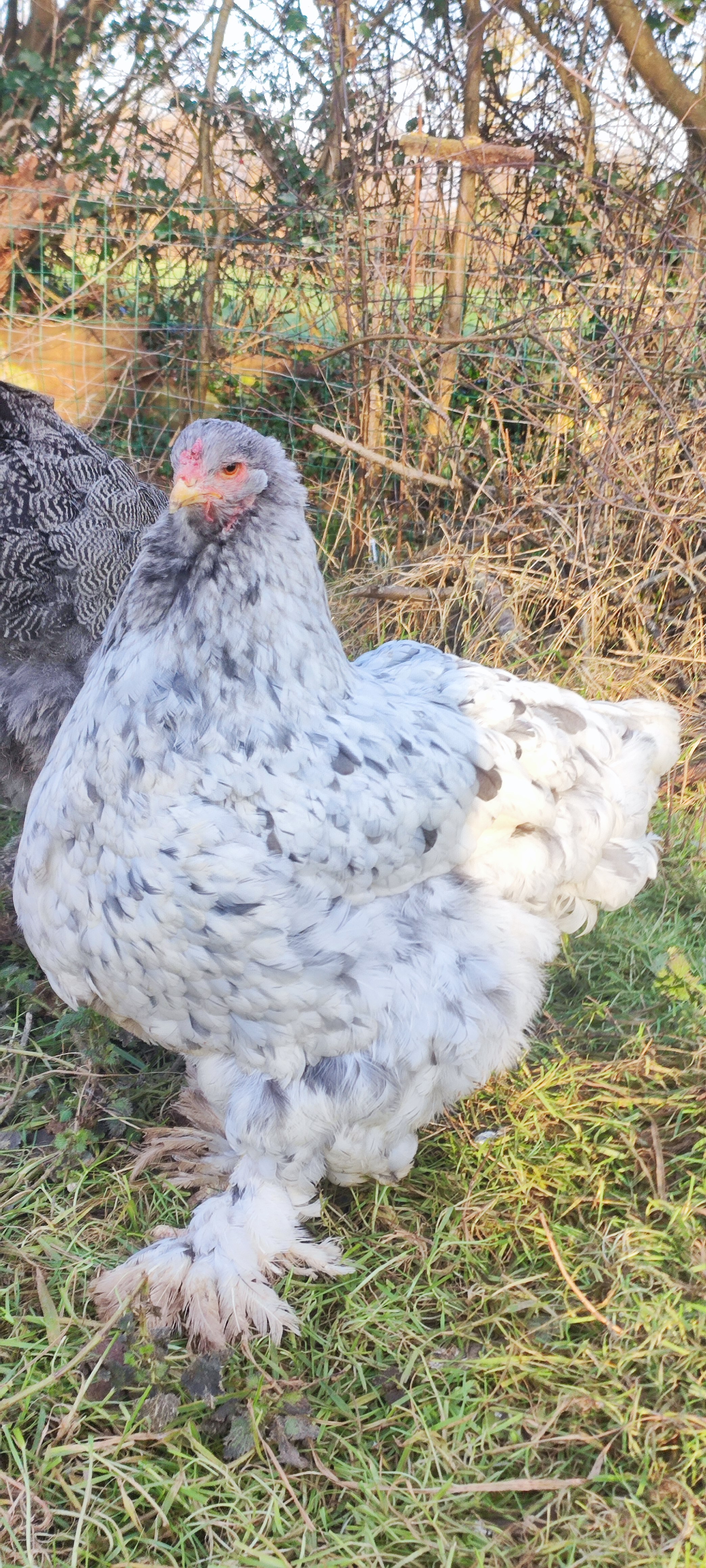 (LVDC) Brahma Splash et bleu - Coco-Eco