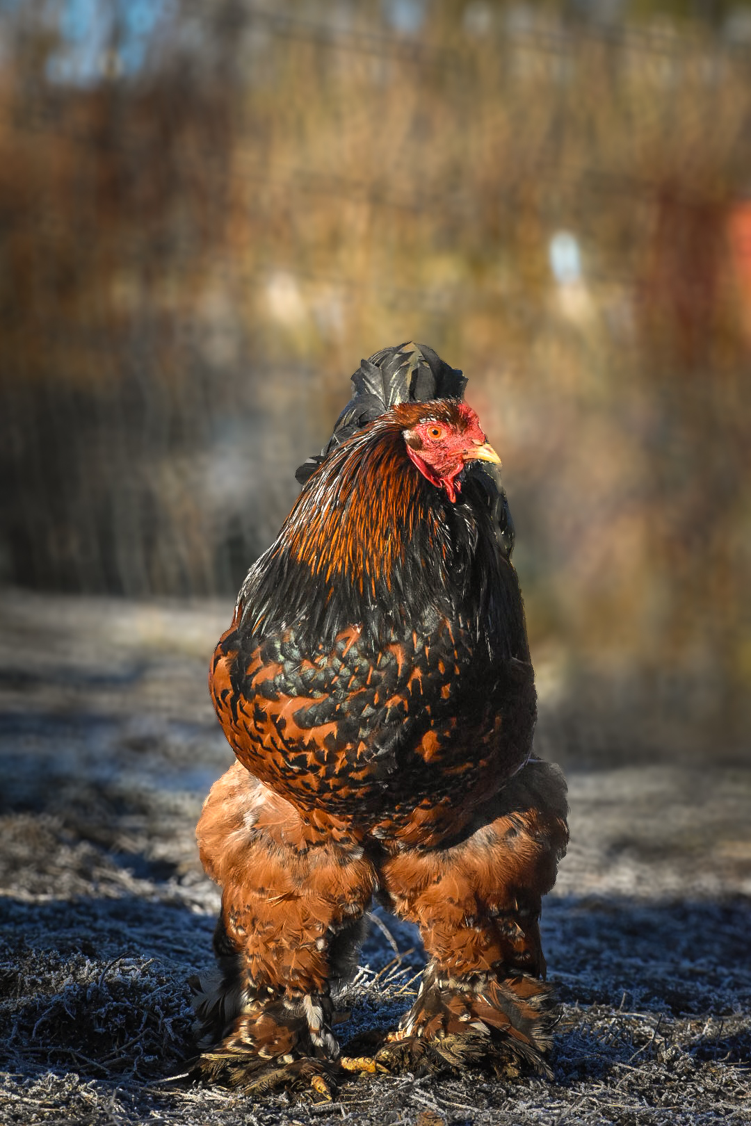 Oeufs brahma porcelaine - Coco-Eco