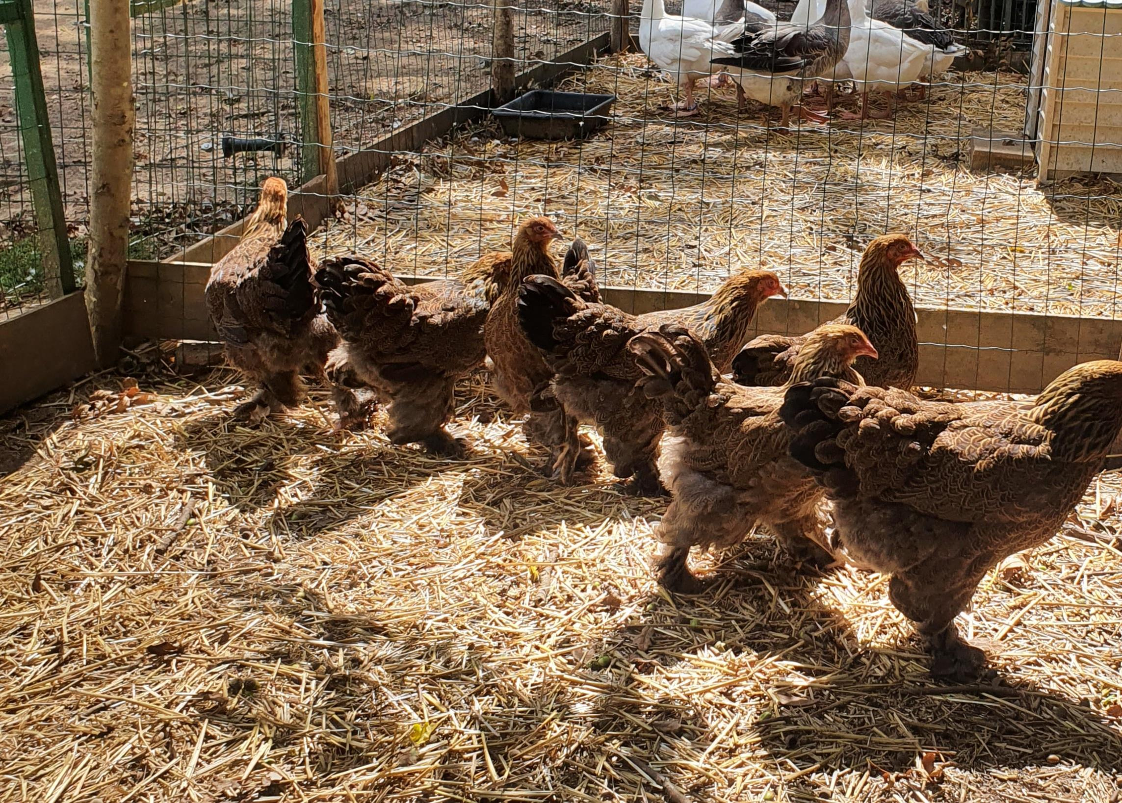 Œuf à couver de poule brahma - Coco-Eco