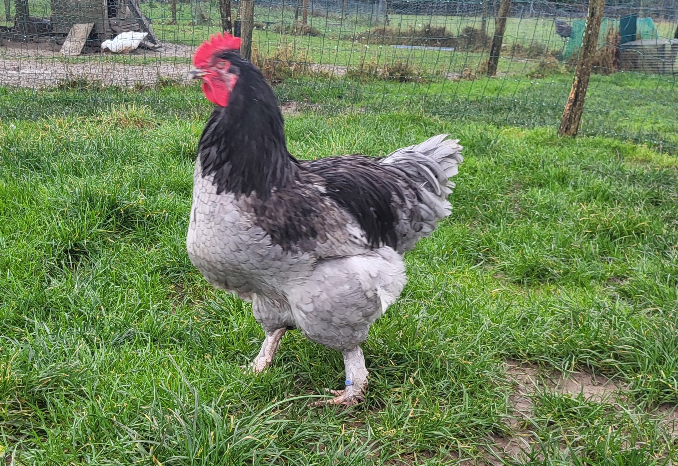 MALINES COULEUR - Coco-Eco